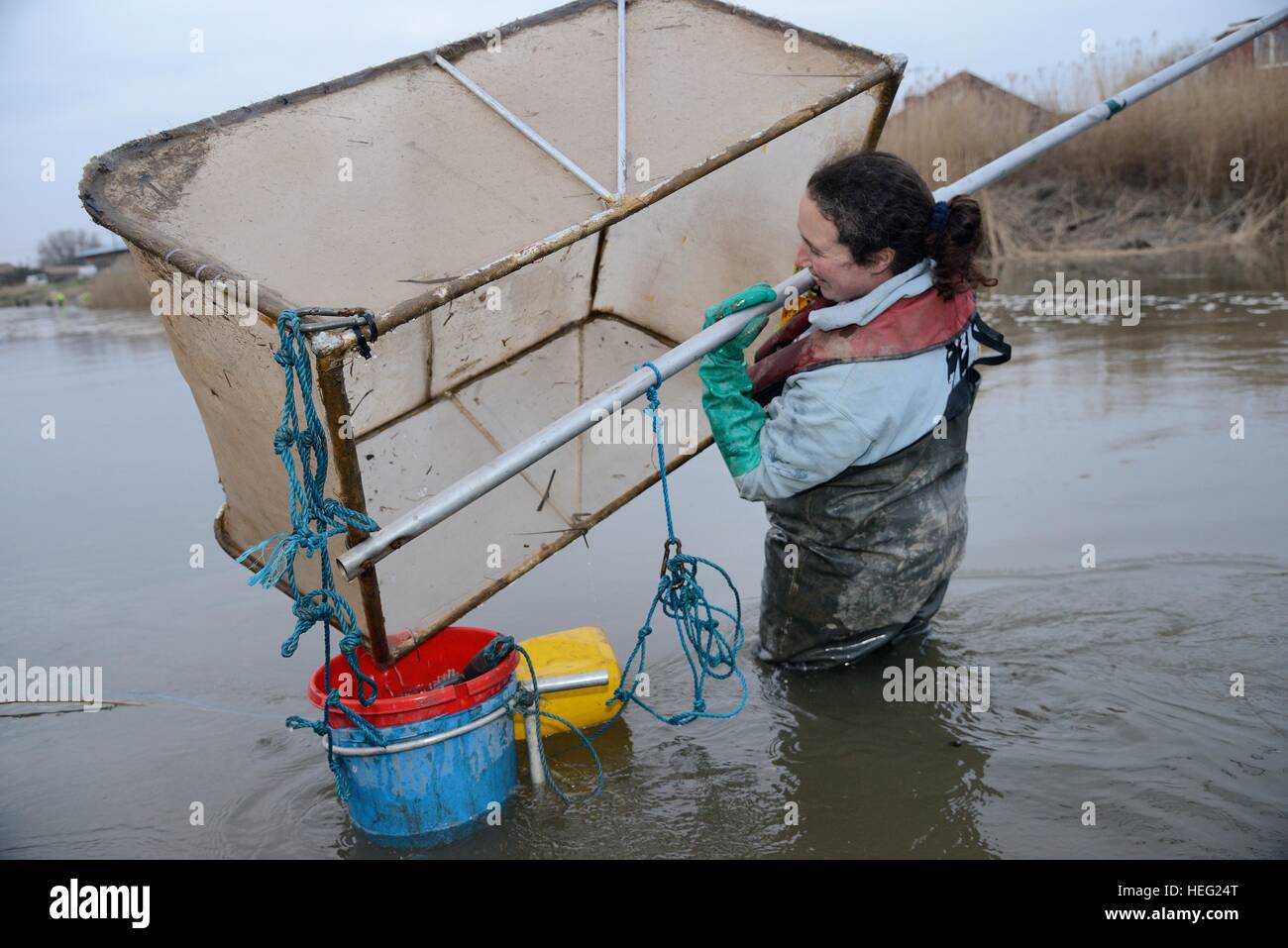 Anna Carey pouring her catch of young European eel (Anguilla anguilla ...