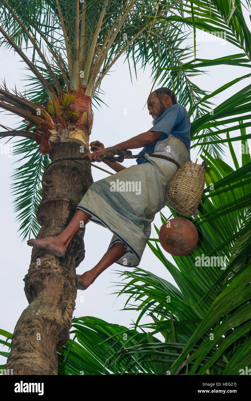Gobra: Man scribes a coconut tree with a knife to tap palm juice (Toddy ...