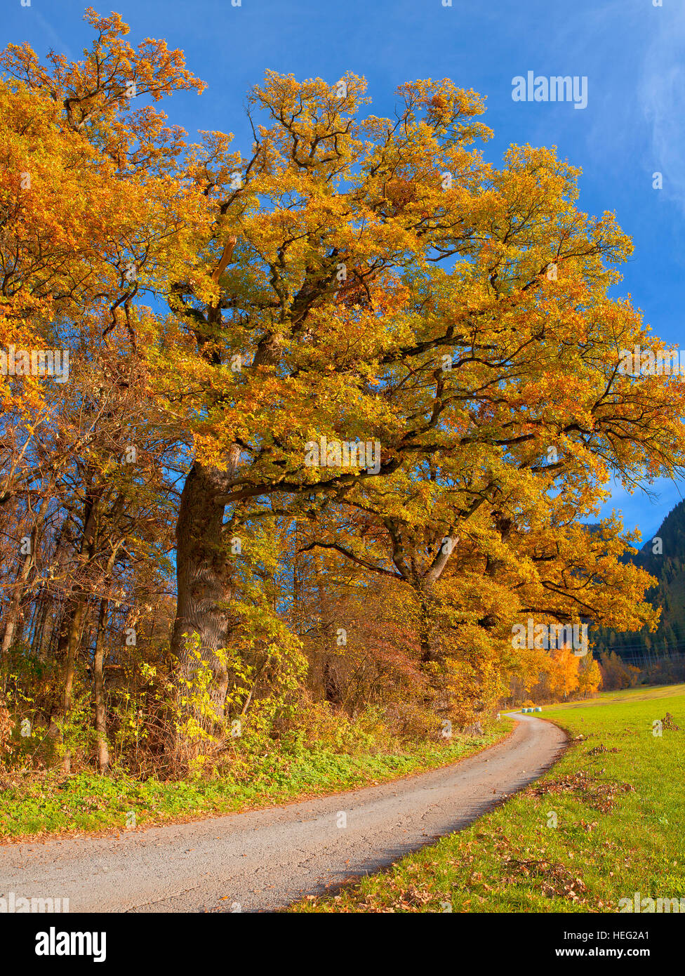 Austria, Tyrol, Stams, oak wood Stock Photo - Alamy