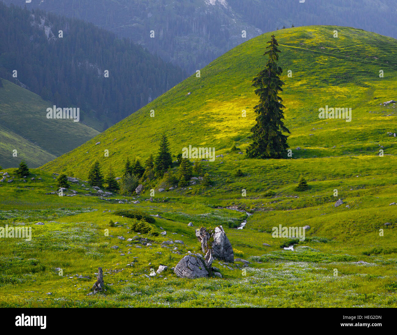 Austria, Tyrol, Thiersee (village), alp scenery with spruce Stock Photo ...