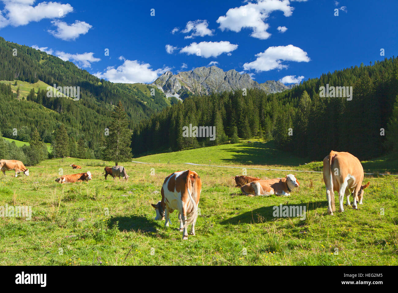 Tyrol cows hi-res stock photography and images - Alamy