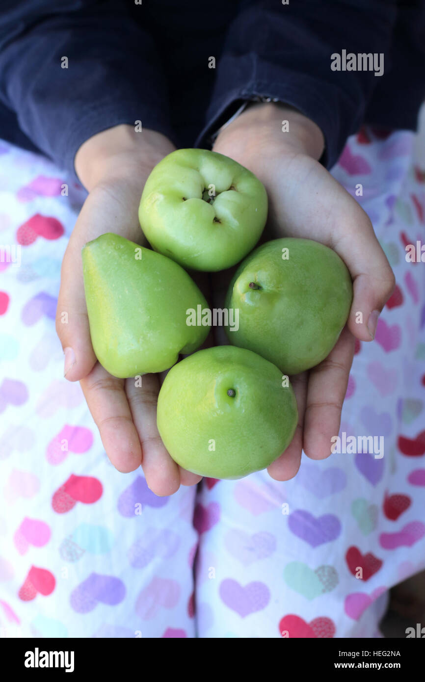 Wax jambo hi-res stock photography and images - Alamy