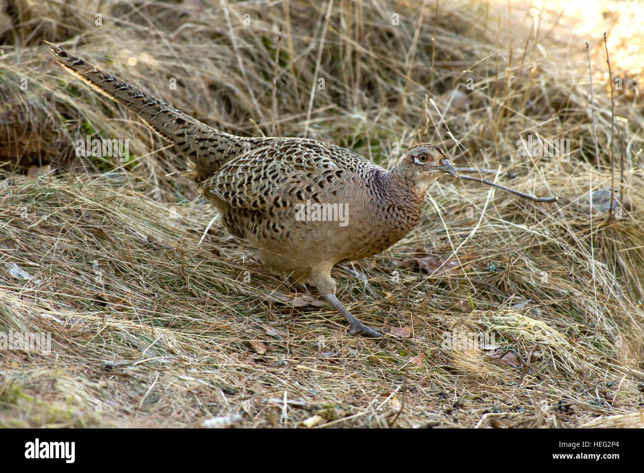 Common pheasant female hi-res stock photography and images - Alamy