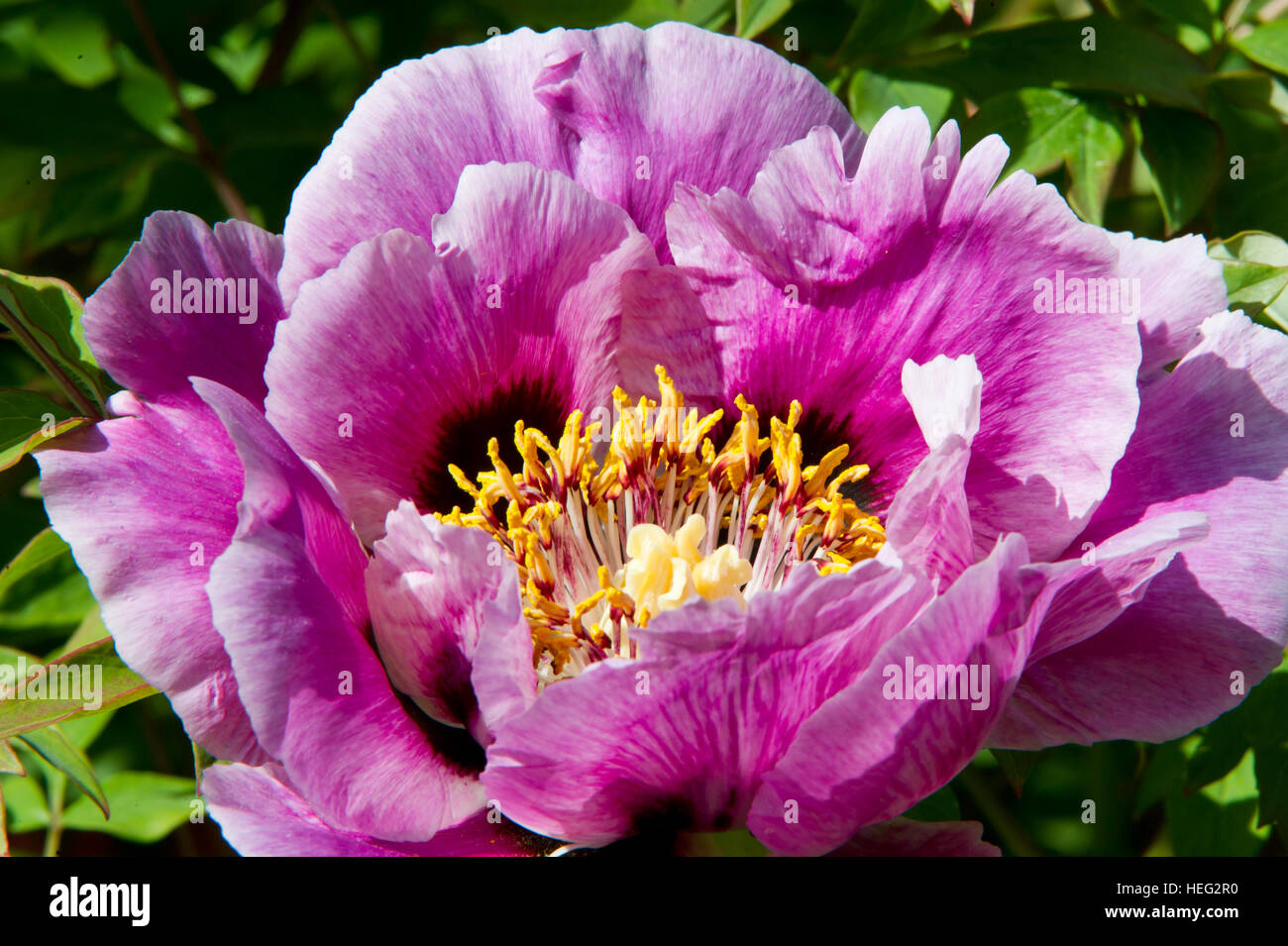 Beautiful sumptuous flowering tree peony hi-res stock photography and ...