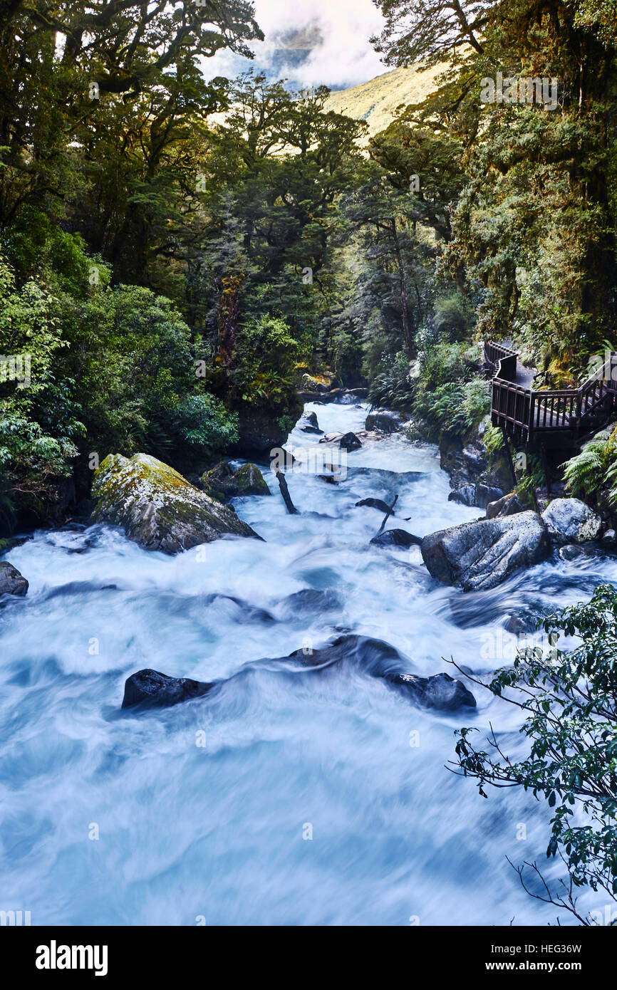New Zealand, south island, Fiordland, rapid stream, trees, thick wood ...