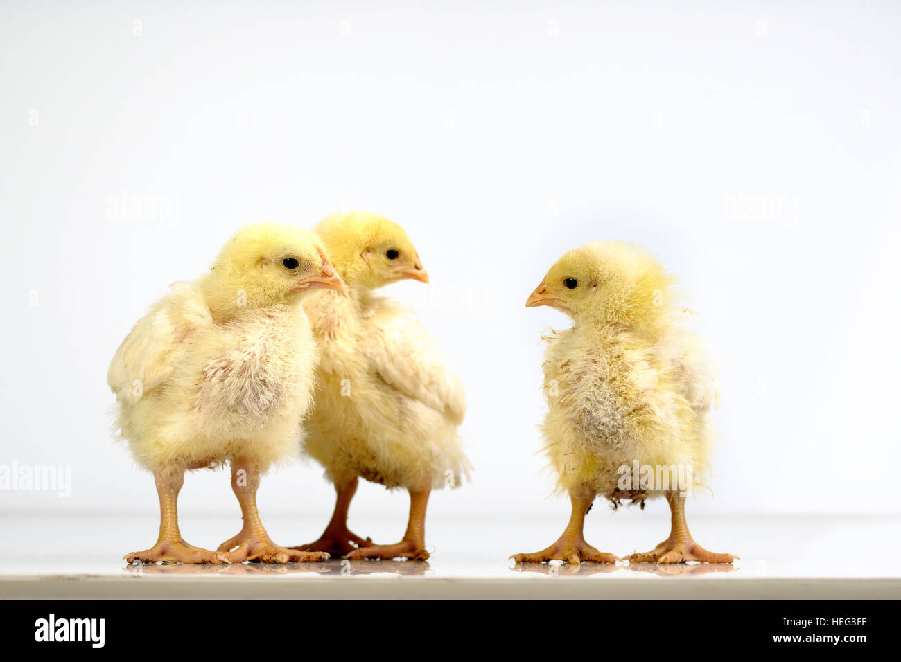 three chicks look mutually Stock Photo - Alamy
