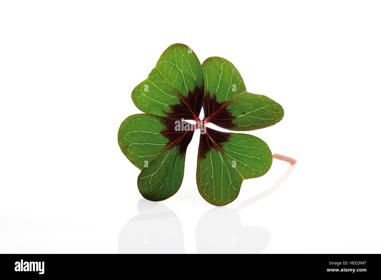 Lucky clovers Cut Out Stock Images & Pictures - Alamy
