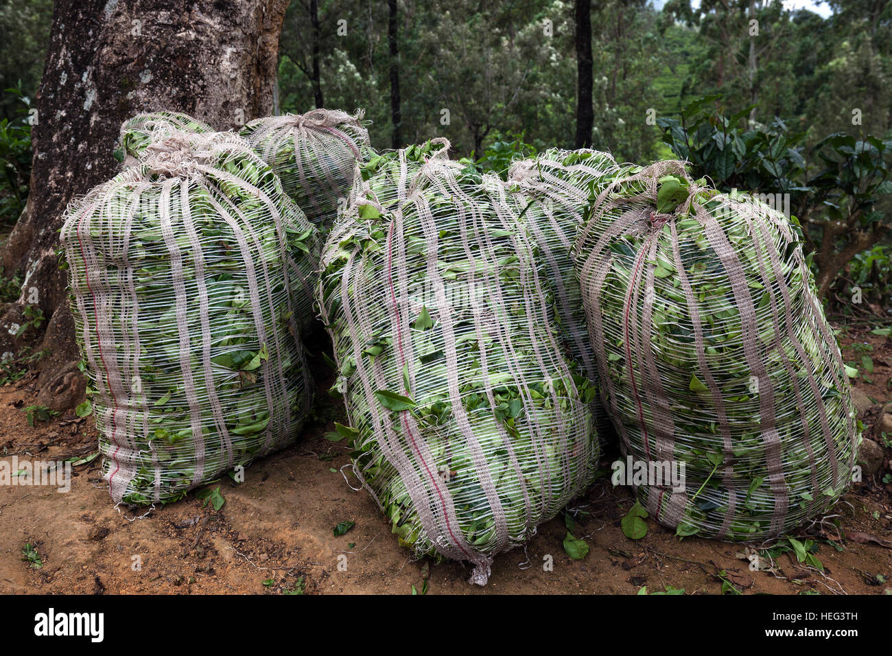 Camellia sinensis (tea) plant hi-res stock photography and images - Alamy
