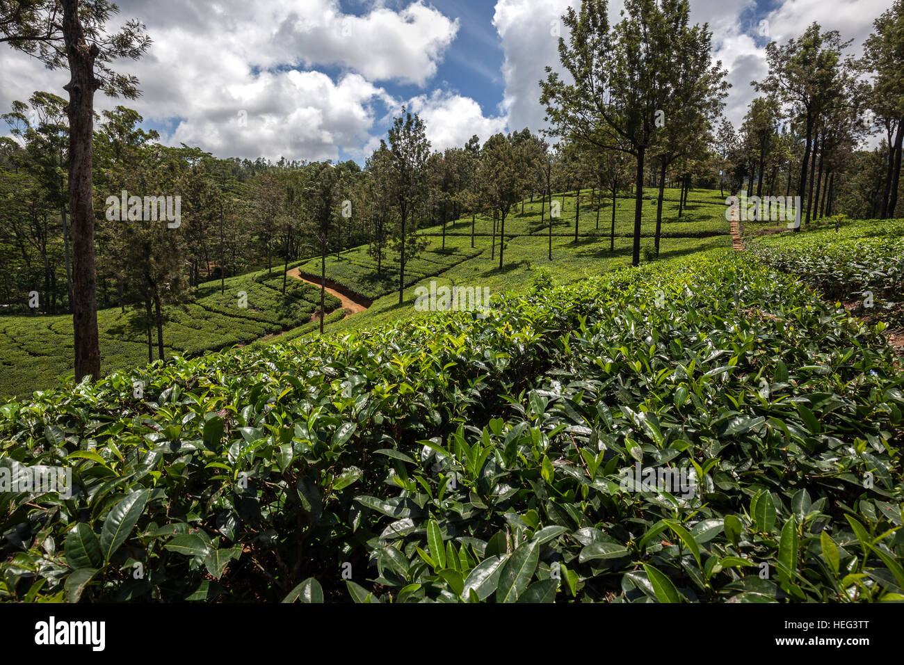 Tea plants (Camellia sinensis), highlands cultivation, Glenloch Tea ...