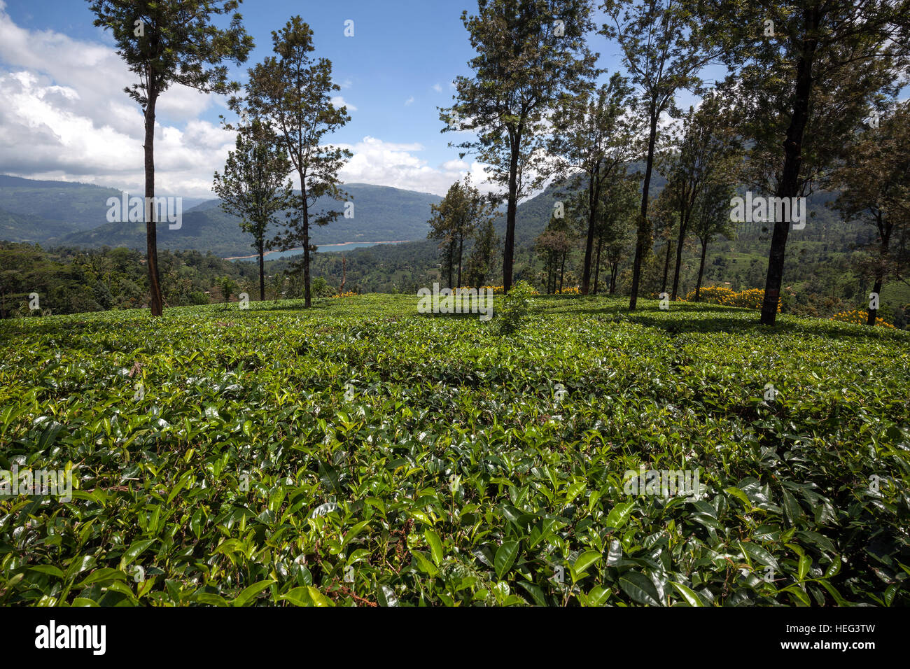 Tea plants (Camellia sinensis), highlands cultivation, Glenloch Tea ...