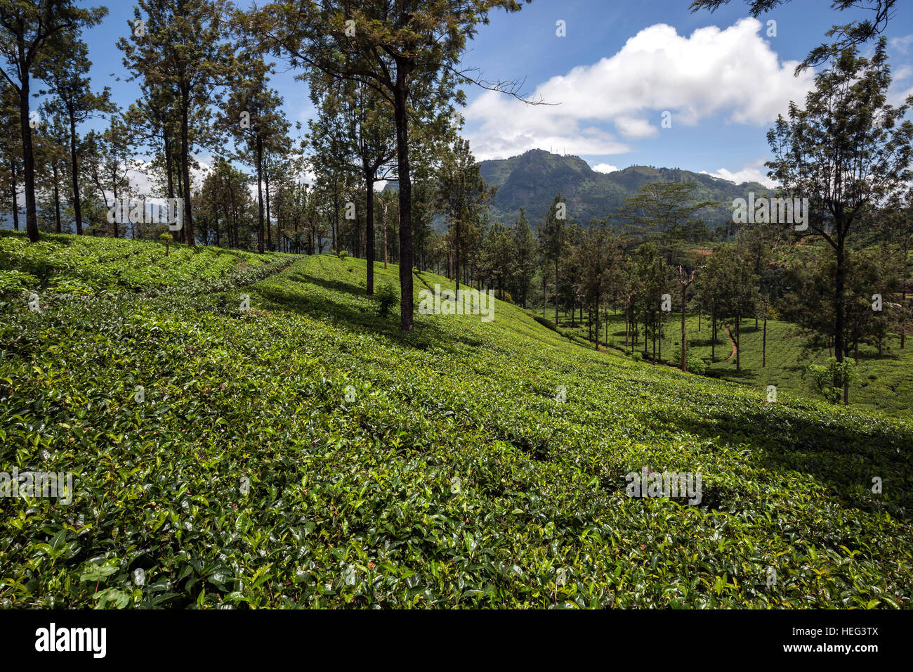 Tea plants (Camellia sinensis), highlands cultivation, Glenloch Tea ...