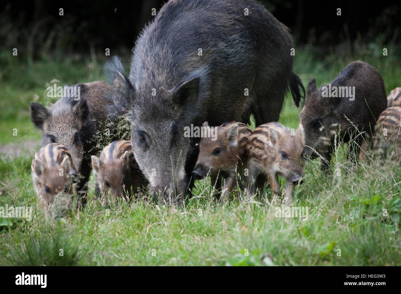 Sounder hi-res stock photography and images - Alamy
