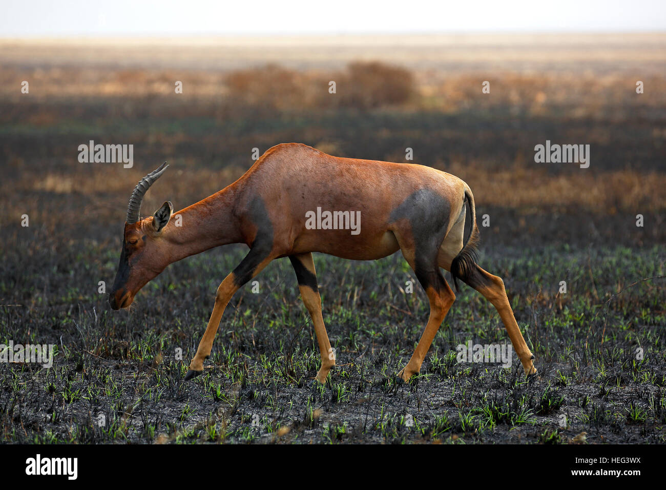 Topi (Damaliscus jimela), antelope traversing the savannah after a fire ...