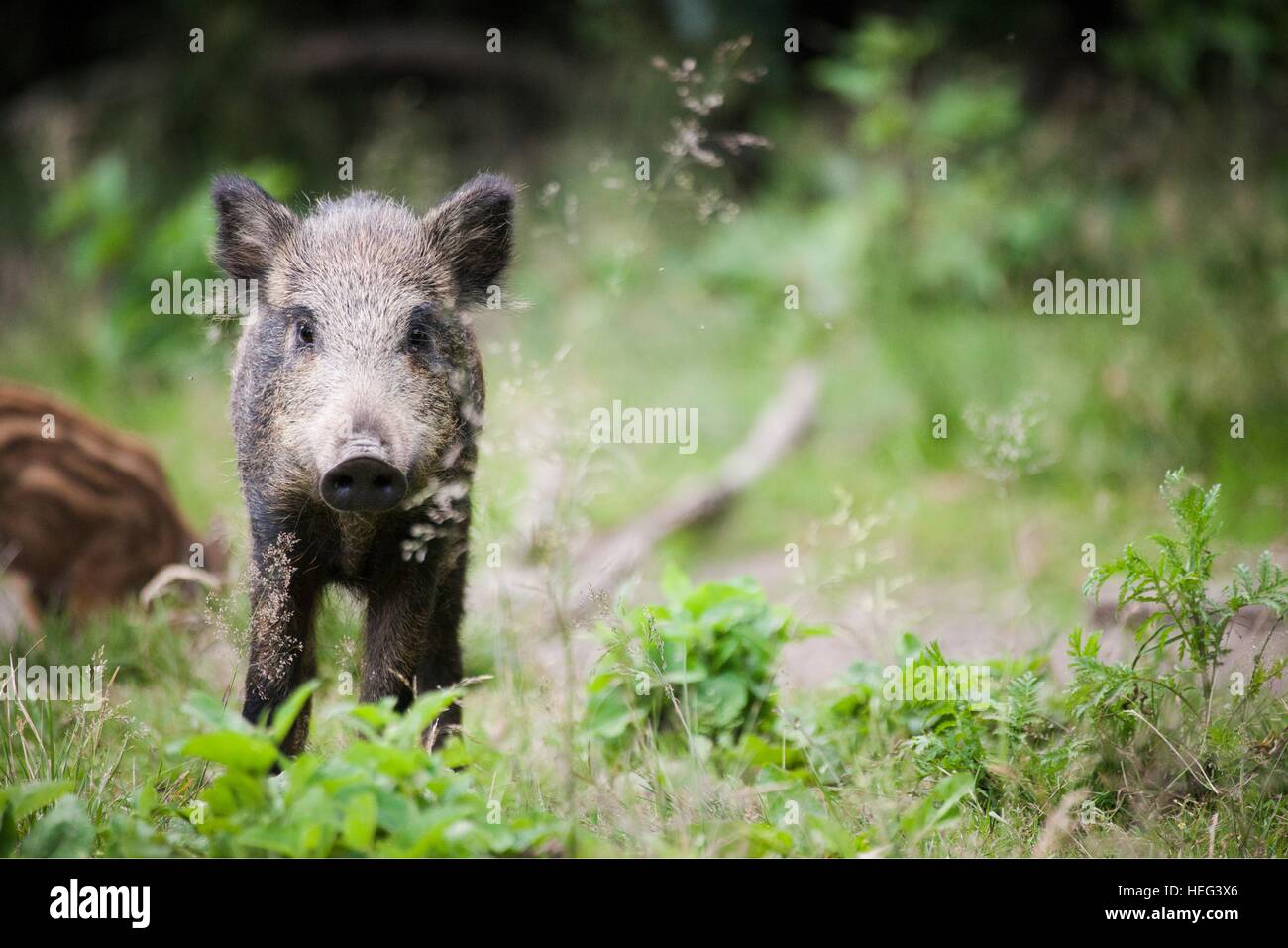 Young wild boar looks in the camera Stock Photo - Alamy