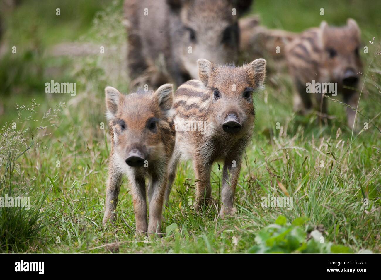 Young wild boars in the wood Stock Photo - Alamy