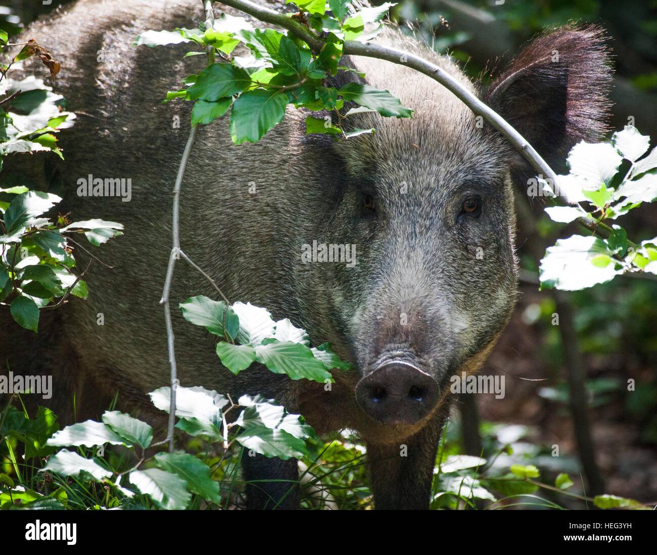 Huntable wild species hi-res stock photography and images - Alamy