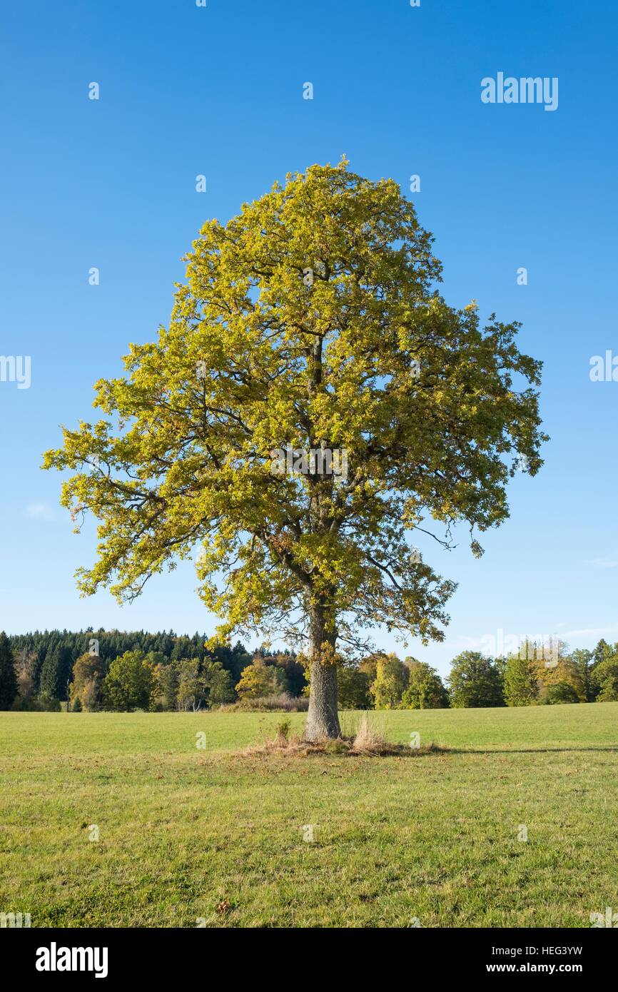 Irndorfer hardt hi-res stock photography and images - Alamy