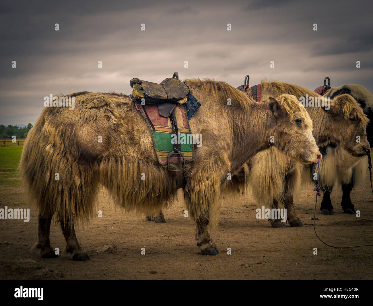 Mongolia farming hi-res stock photography and images - Alamy