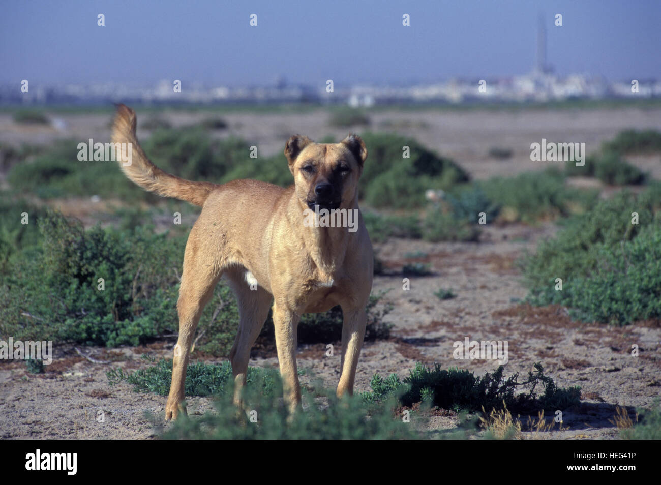 Bedouin Shepherd High Resolution Stock Photography and Images - Alamy