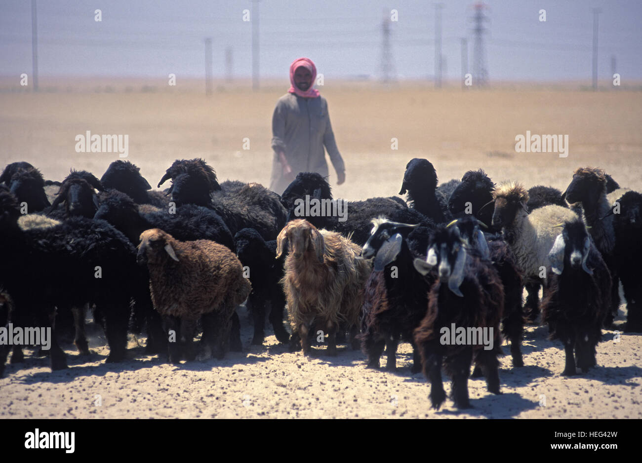 Bedouin Shepherd High Resolution Stock Photography and Images - Alamy
