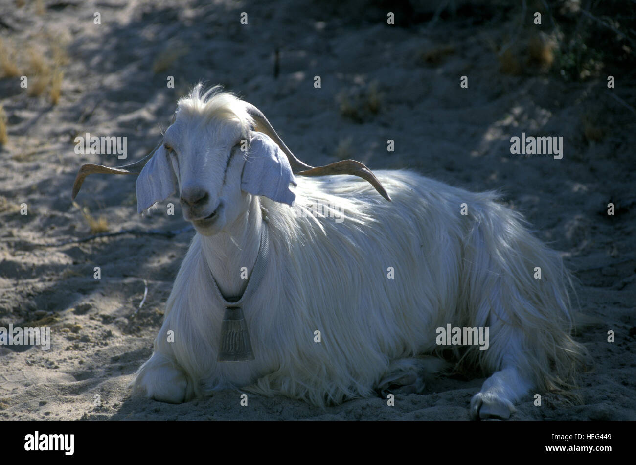 Arab Goat High Resolution Stock Photography and Images - Alamy
