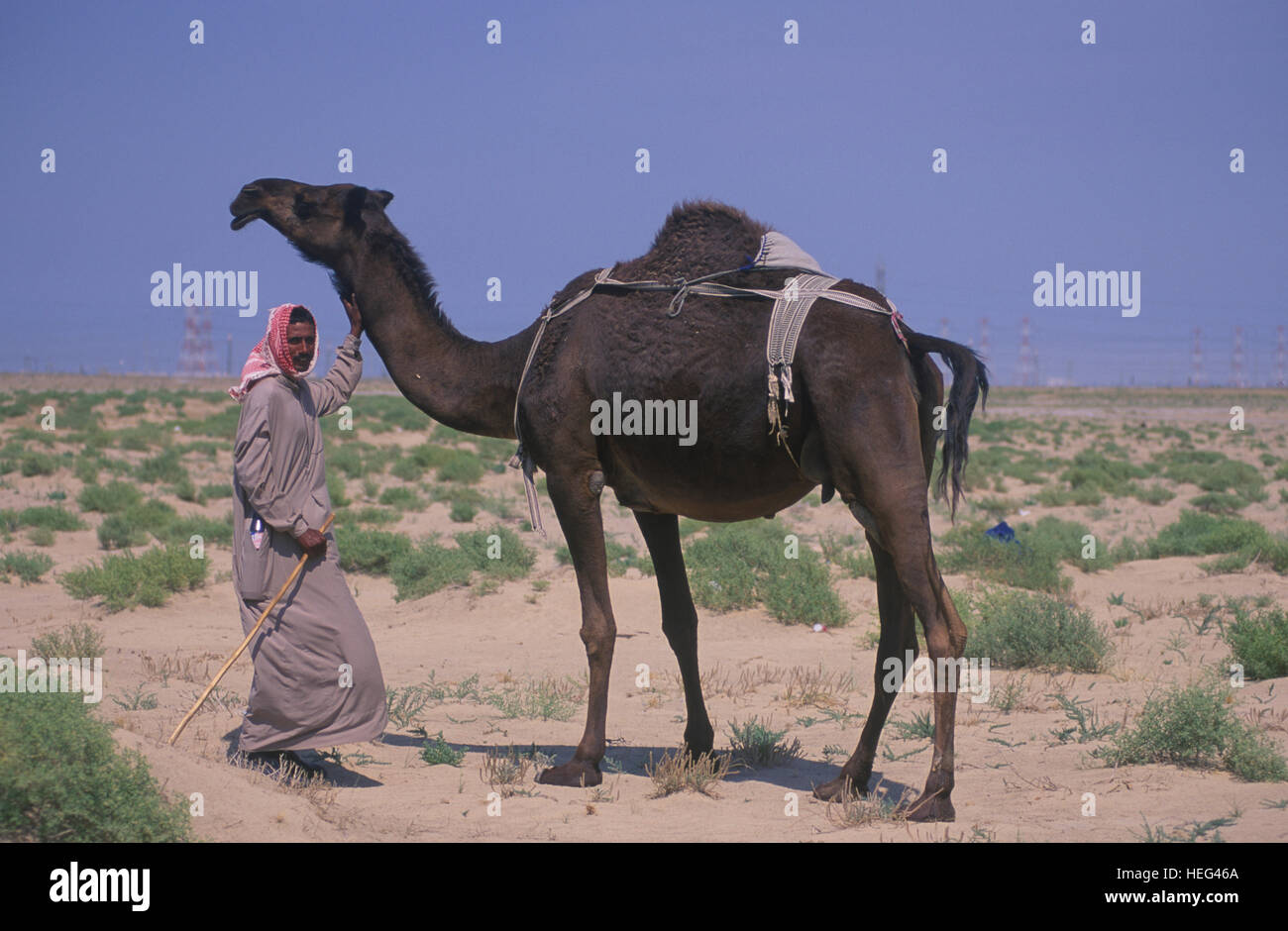 Kuwait Camel High Resolution Stock Photography and Images - Alamy