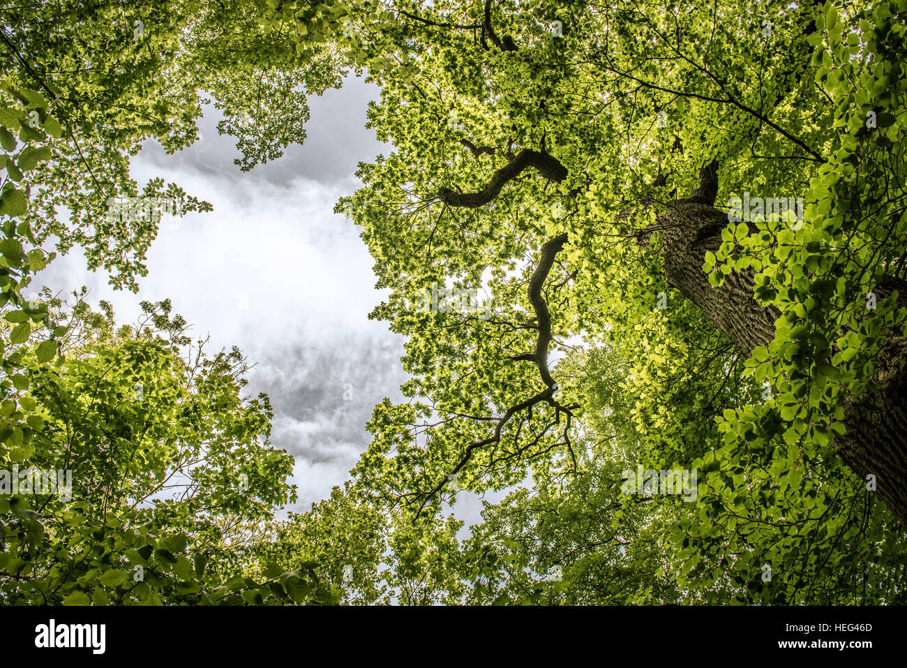 Broad-leaved tree, treetop Stock Photo - Alamy