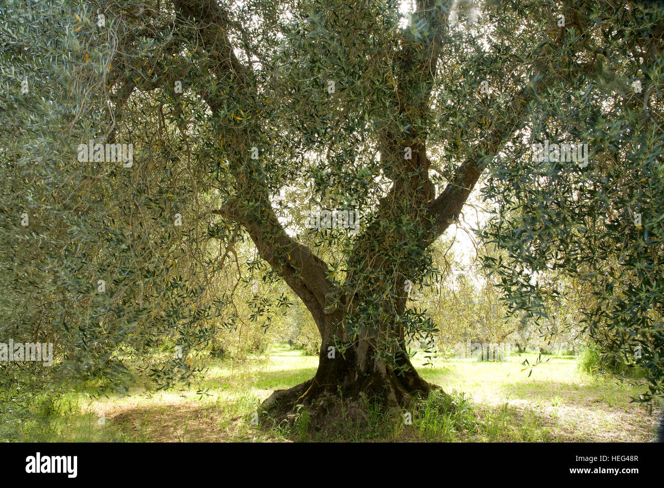 Olive tree (Olea europaea) plantation, Tuscany, Italy Stock Photo - Alamy