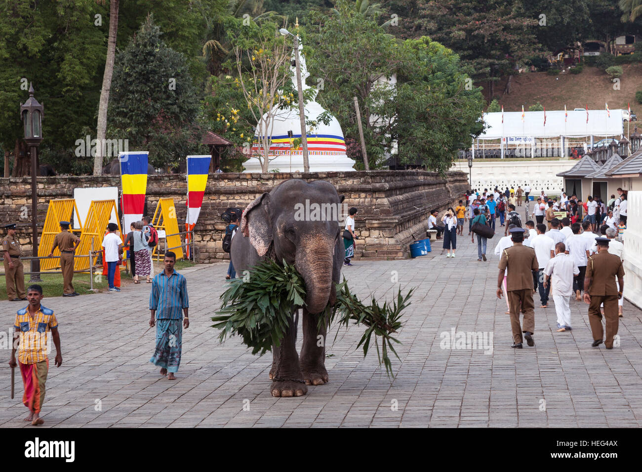 Indian elephant (Elephas maximus), working, Temple of the Sacred Tooth ...