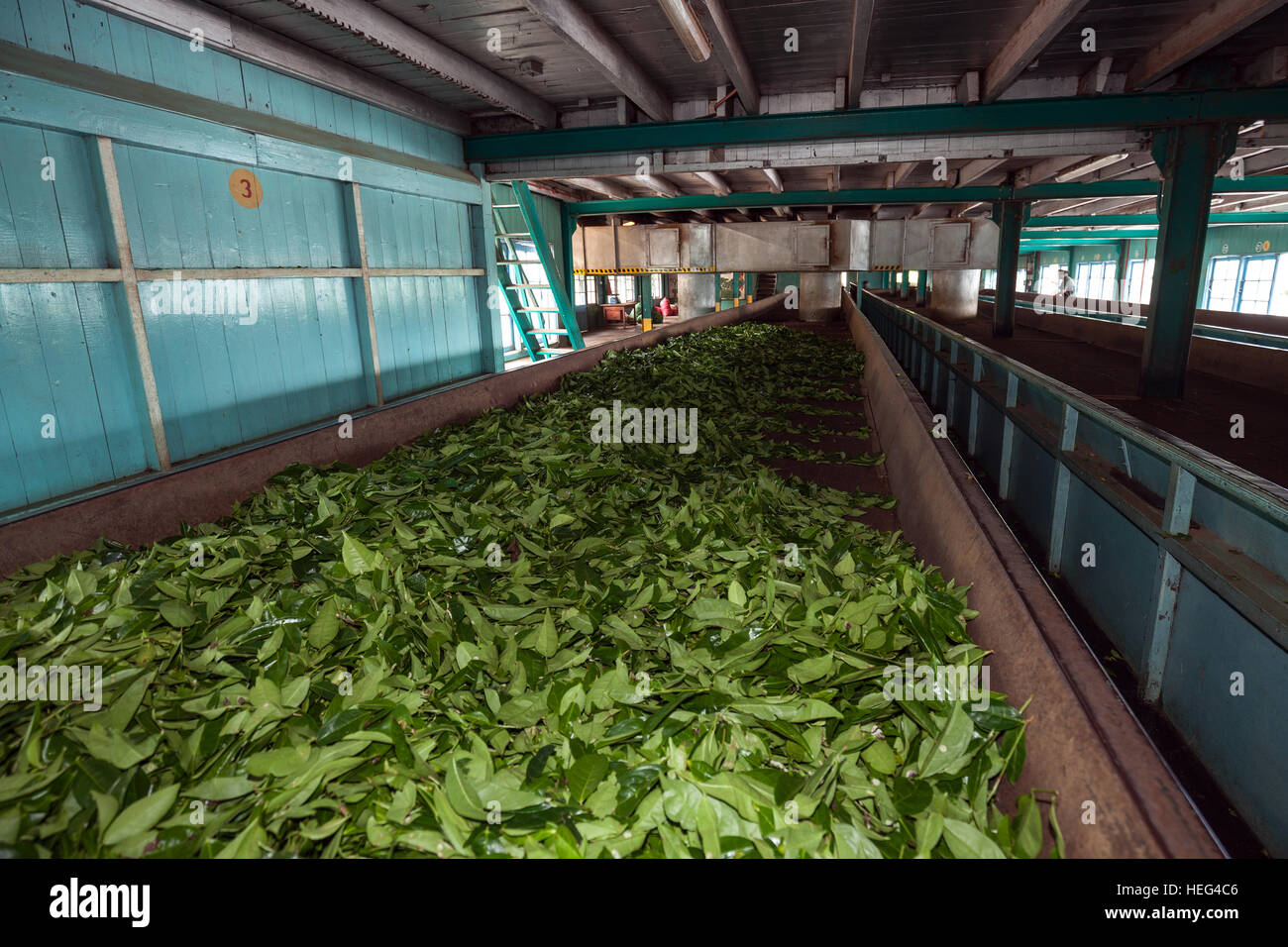 Tea processing hi-res stock photography and images - Alamy