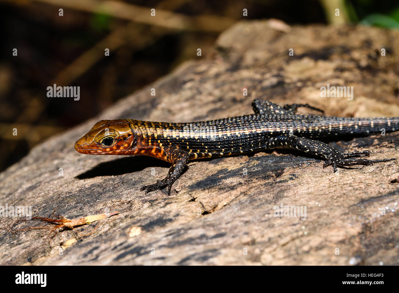 Western girdled lizard (Zonosaurus laticaudatus) Ankify, Northern ...