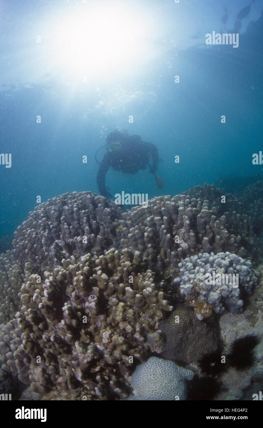 Kuwait Kubbar Island High Resolution Stock Photography and Images - Alamy