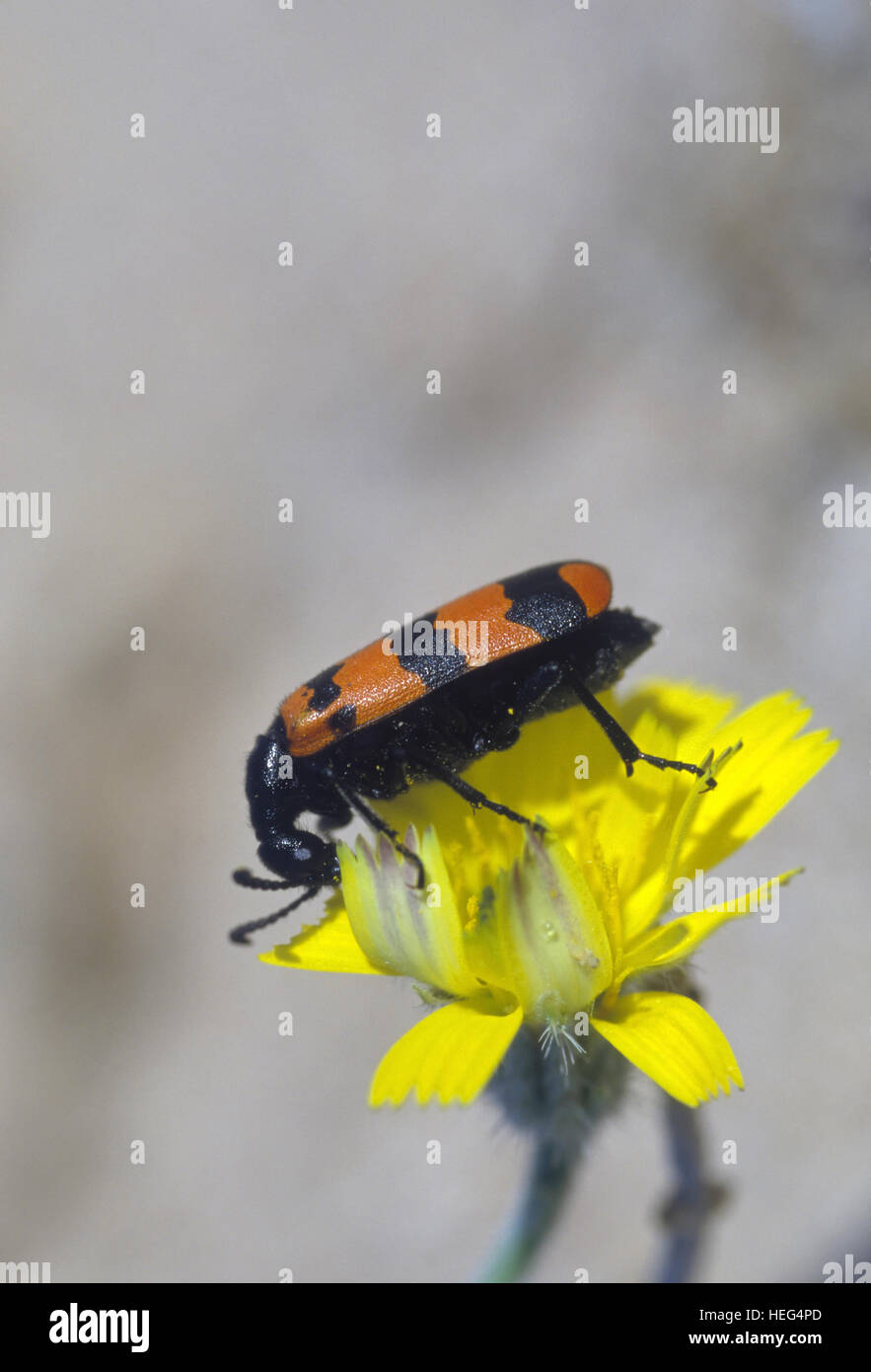 Middle East Desert Flower High Resolution Stock Photography and Images ...