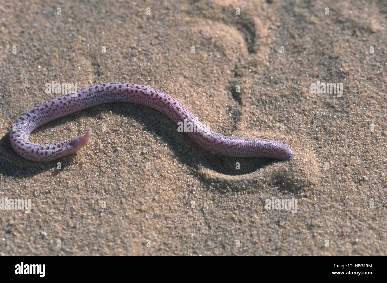 How They Live In Kuwait High Resolution Stock Photography and Images ...