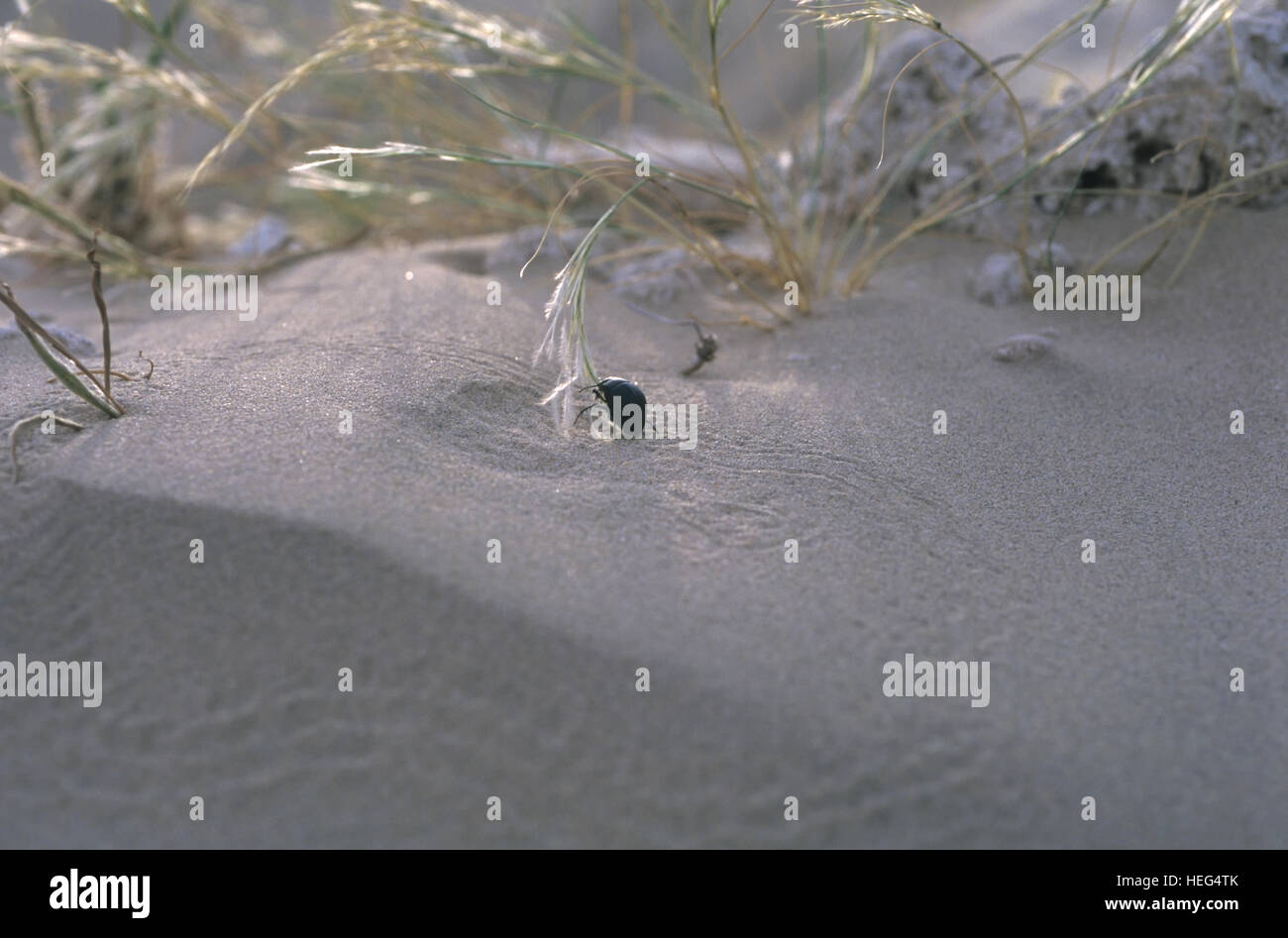 Middle East Desert Plant High Resolution Stock Photography and Images ...