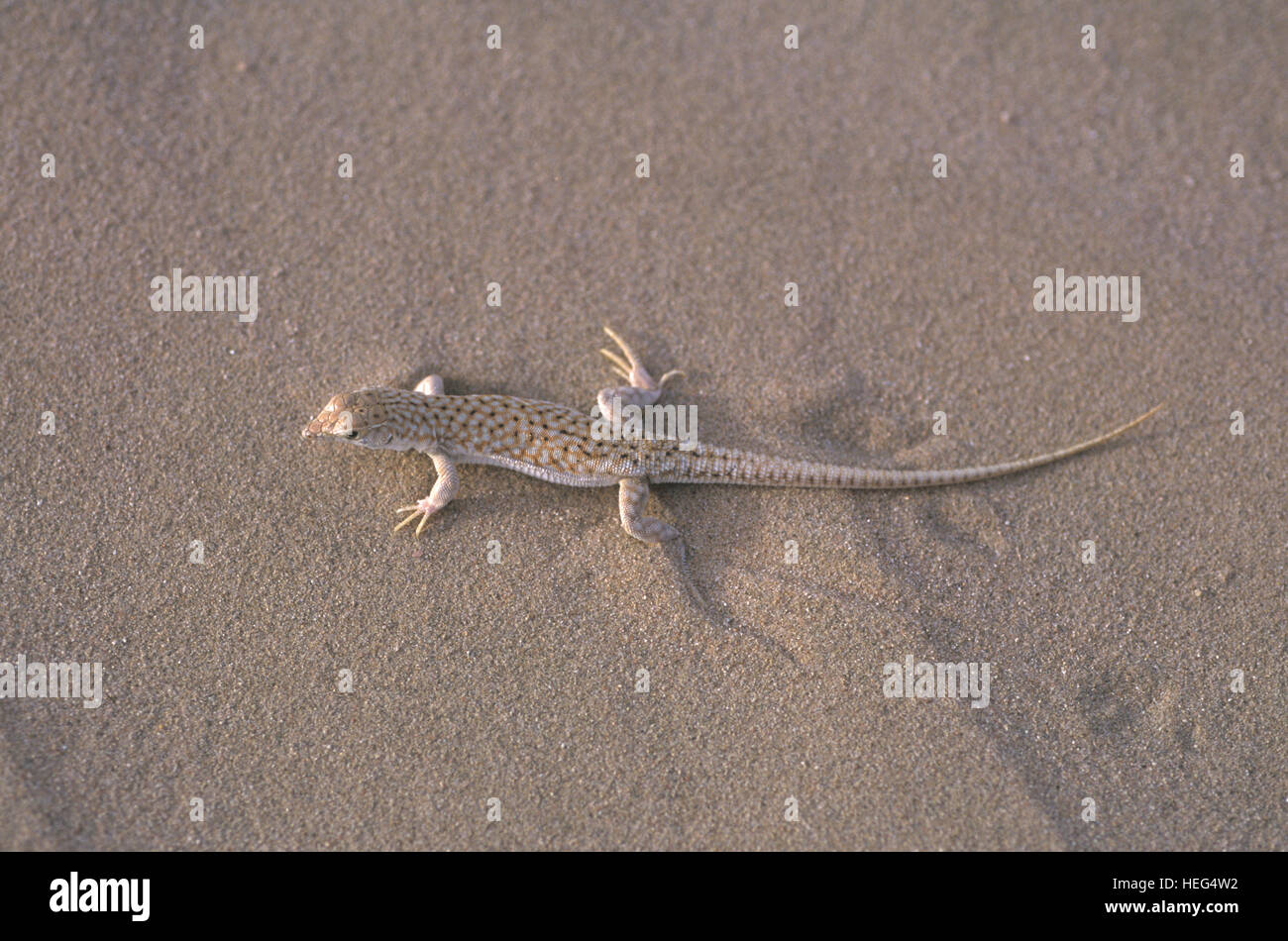 Fringed Toed Lizard High Resolution Stock Photography and Images - Alamy