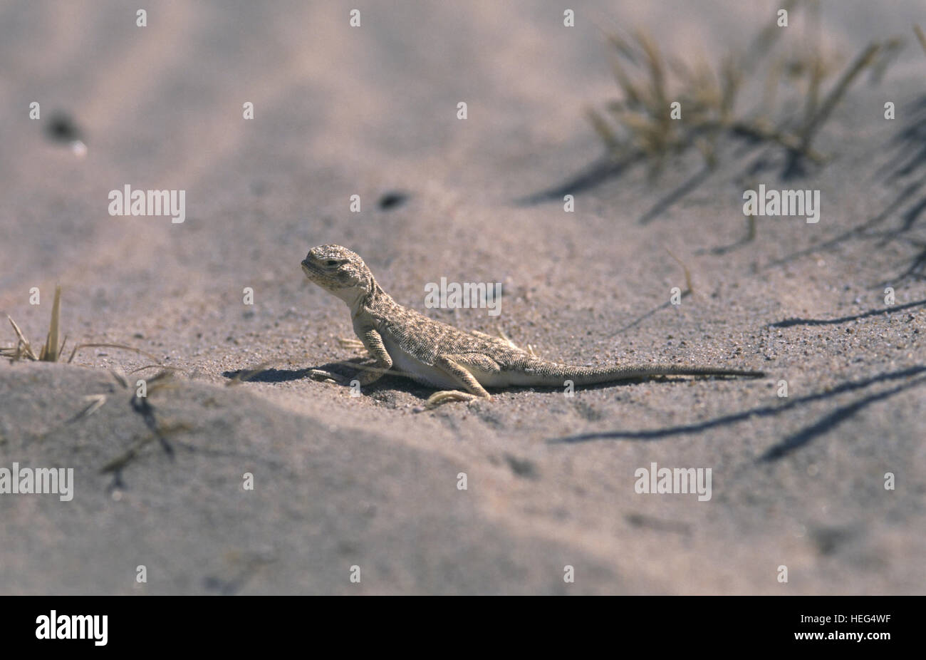 Toad Headed Lizard High Resolution Stock Photography and Images - Alamy