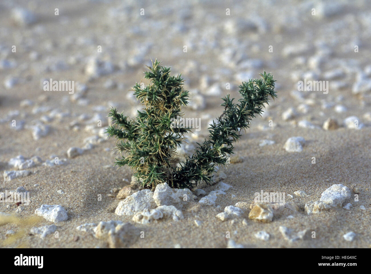 Cornulaca Aucheri High Resolution Stock Photography and Images - Alamy
