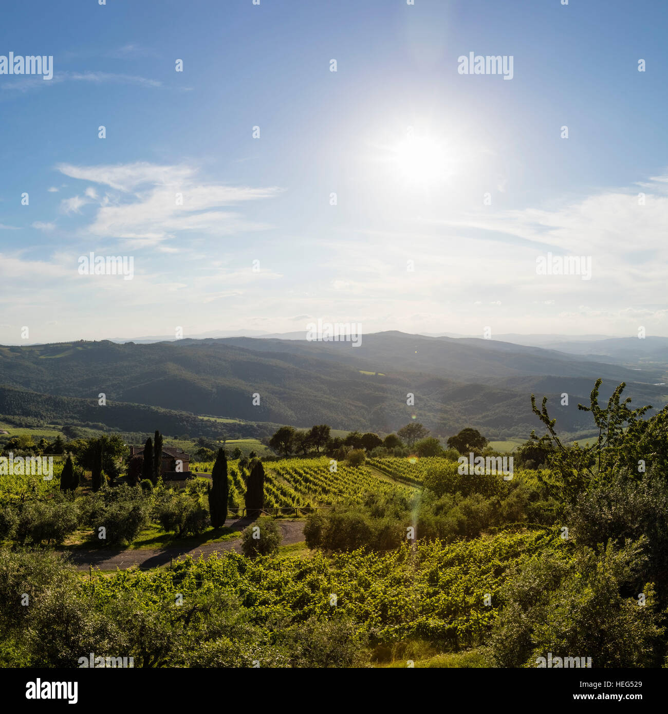 Vineyards in Montalcino, Italy, Siena, back light, sun, hill, scenery ...