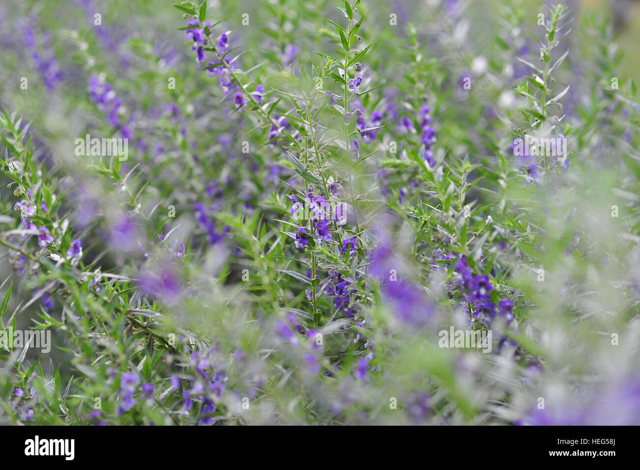 the purple violet blue flower in the garden Stock Photo - Alamy