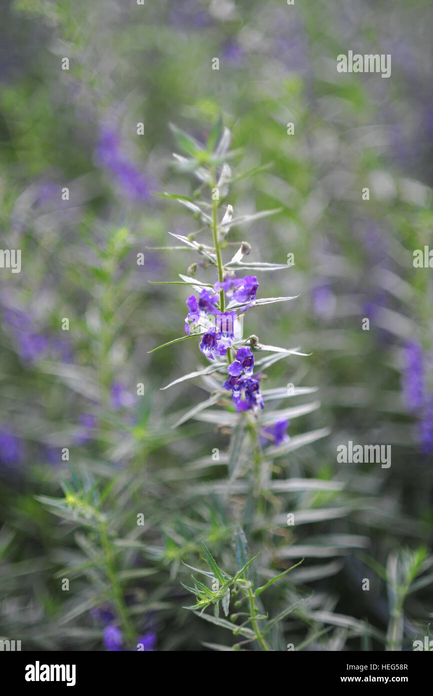 the purple violet blue flower in the garden Stock Photo - Alamy