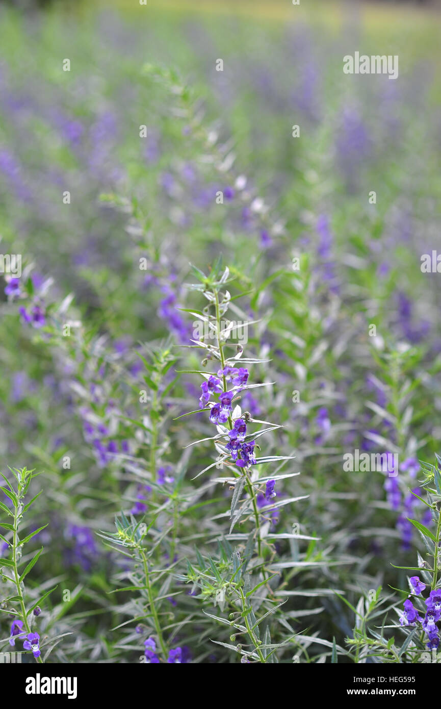 the purple violet blue flower in the garden Stock Photo - Alamy