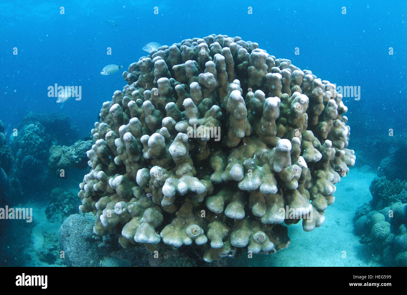 Kuwait Kubbar Island High Resolution Stock Photography and Images - Alamy