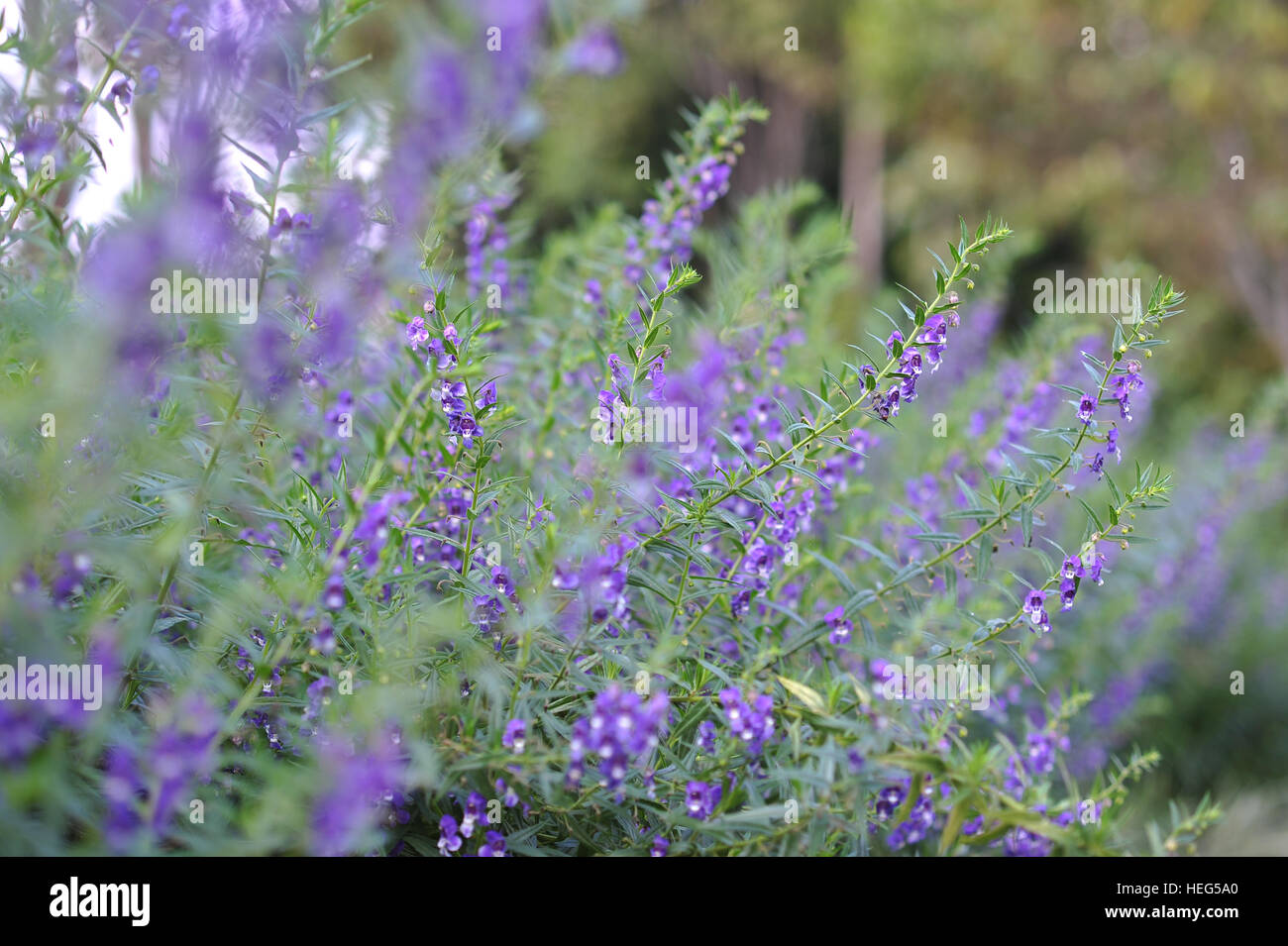 the purple violet blue flower in the garden Stock Photo - Alamy
