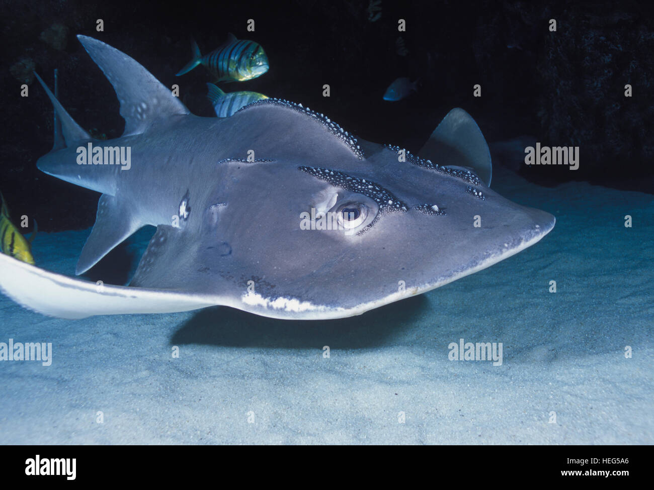 Bowmouth Guitarfish Rhina Ancylostoma High Resolution Stock Photography ...