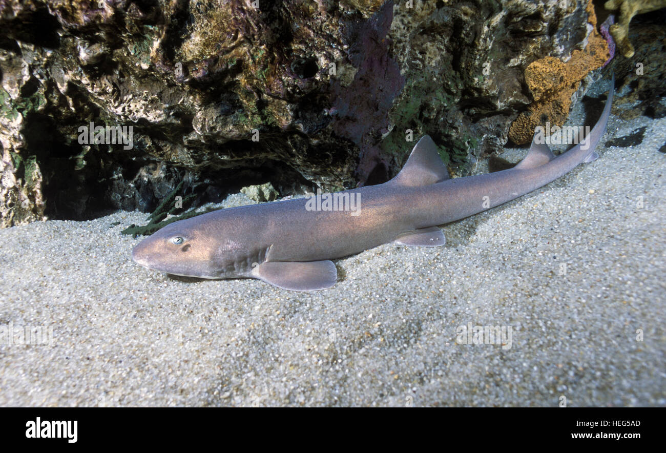 Carpetshark High Resolution Stock Photography and Images - Alamy