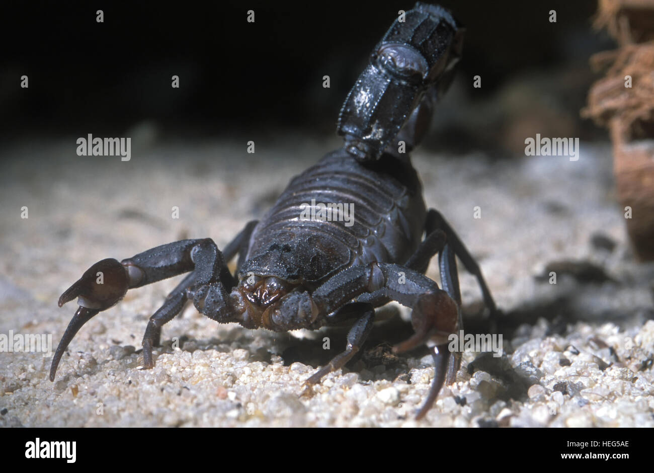 Fat Tailed Scorpion Desert High Resolution Stock Photography and Images ...