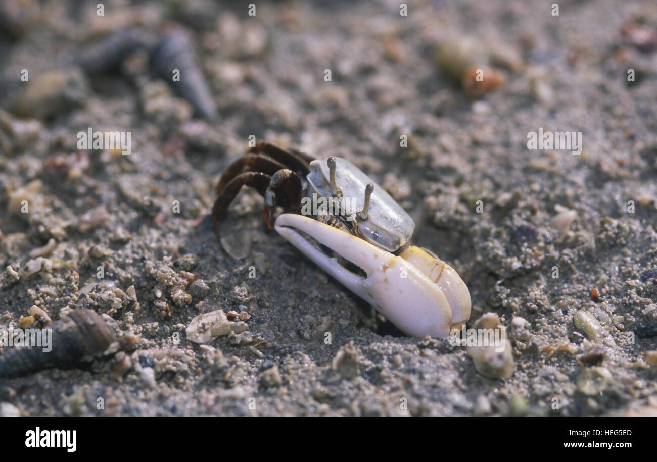 Claw Movement High Resolution Stock Photography and Images - Alamy