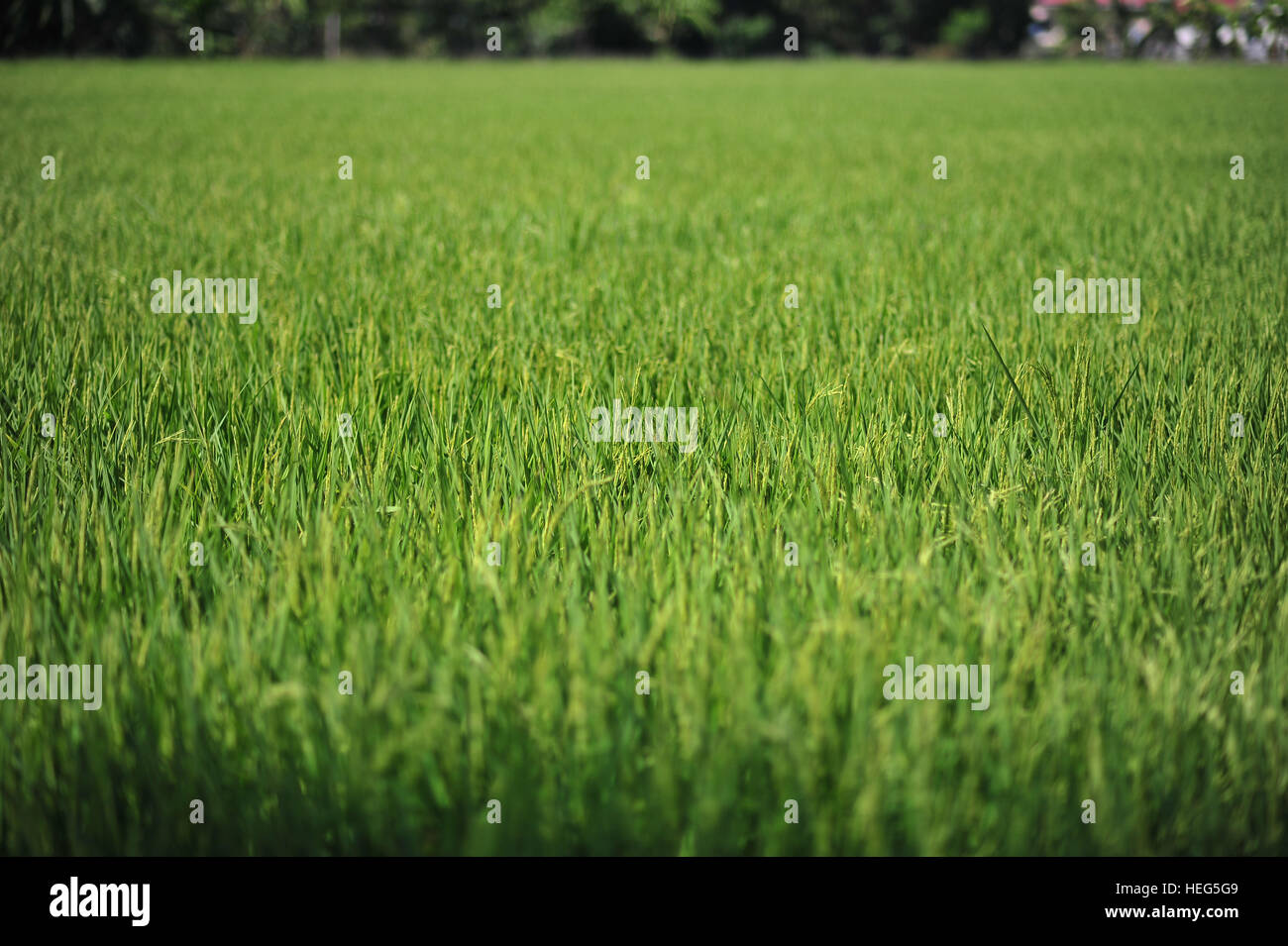 the green leaf of rice grow up to produce grains in field Stock Photo ...