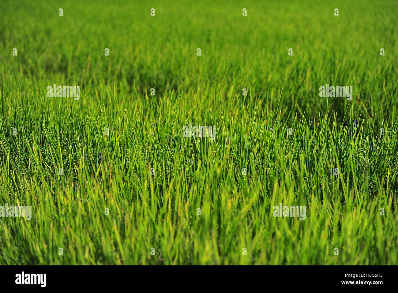 the green leaf of rice grow up to produce grains in field Stock Photo ...